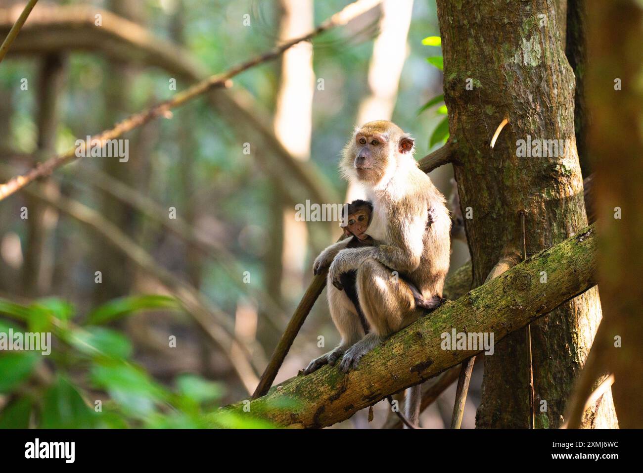 Wild monkey with newborn baby. Long tailed macaque in jungle ...