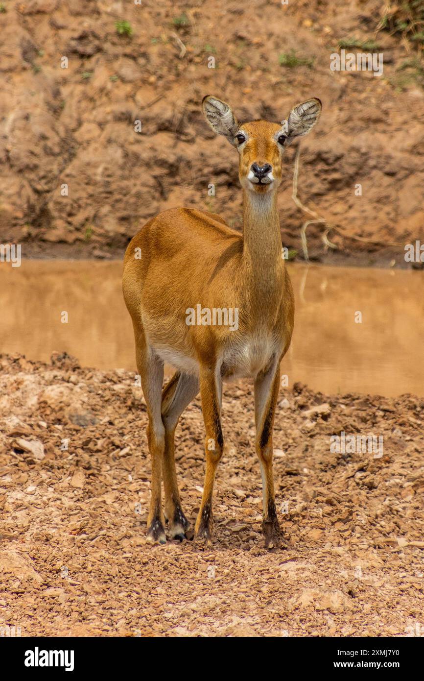 Ugandan Kob (Kobus kob thomasi) in Murchison Falls national park ...