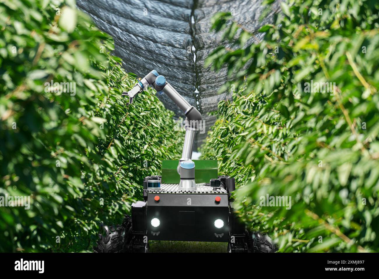Autonomous robot harvester with robotic arm harvesting fruits on a ...