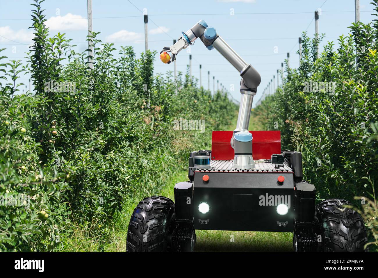 Autonomous robot harvester with robotic arm harvesting fruits on a smart farm. Concept Stock ...
