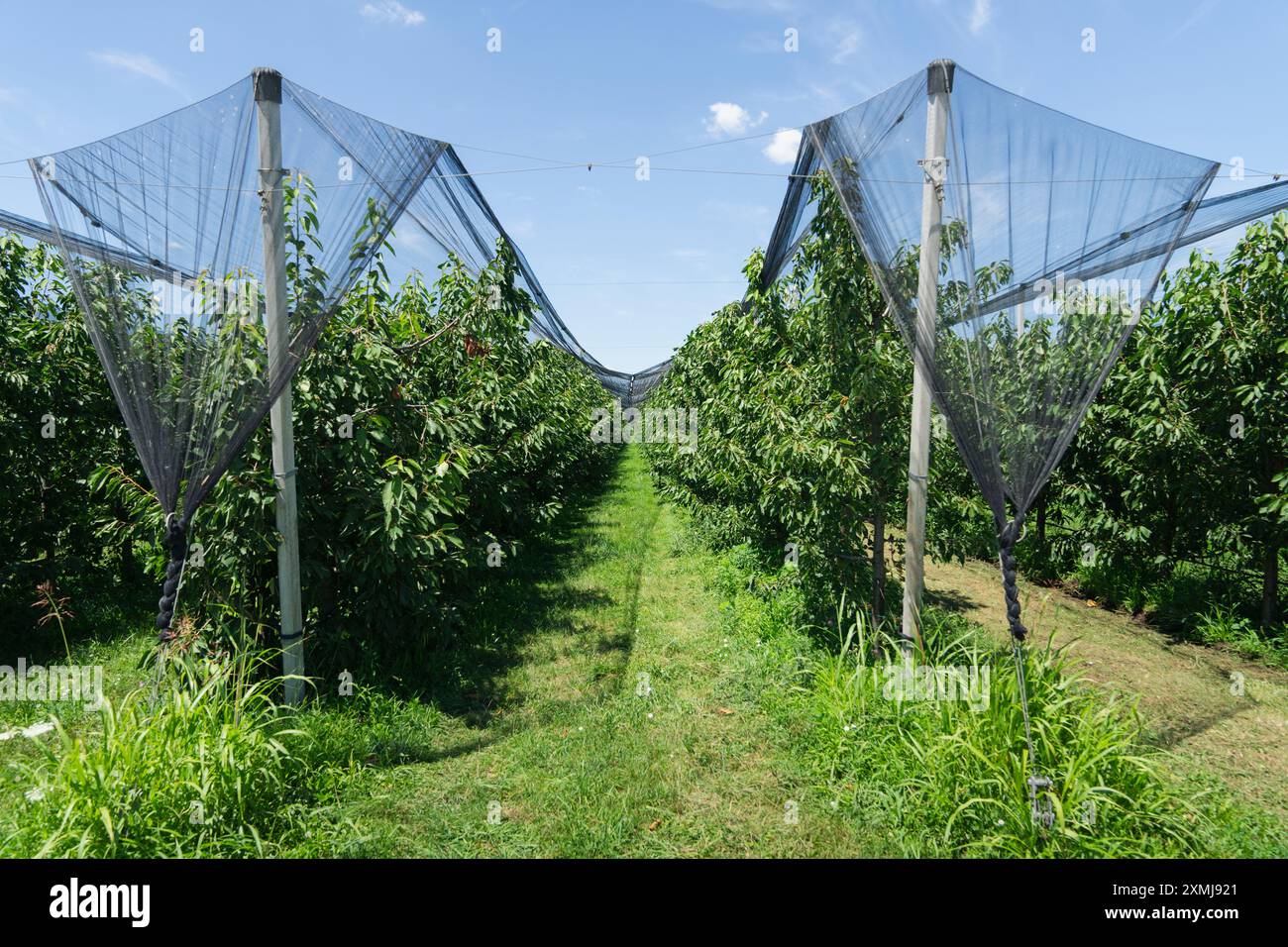 Fruit protection garden hi-res stock photography and images - Alamy
