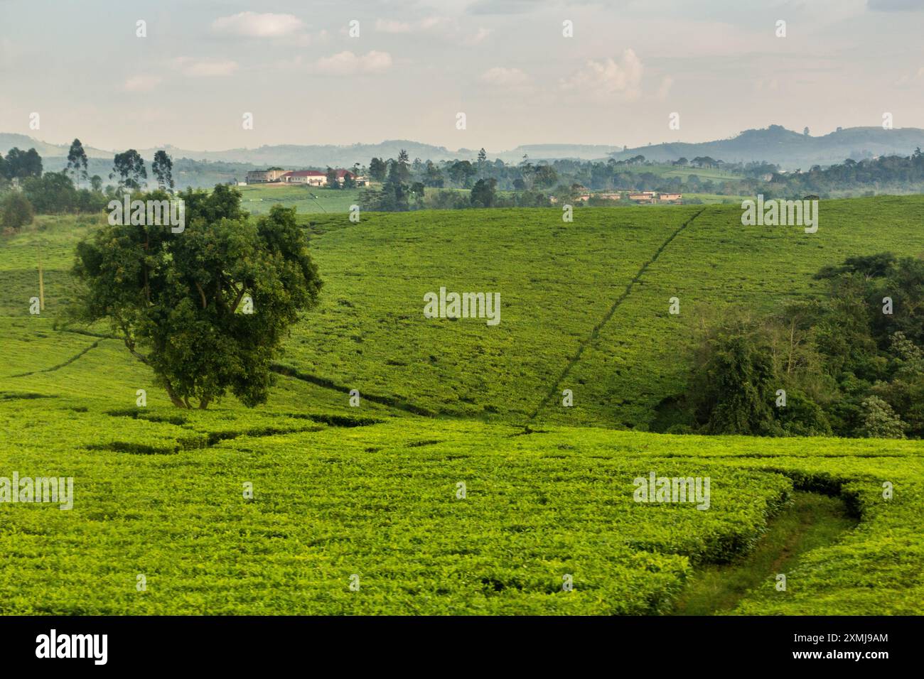 Tea plantations near Fort Portal, Uganda Stock Photo - Alamy