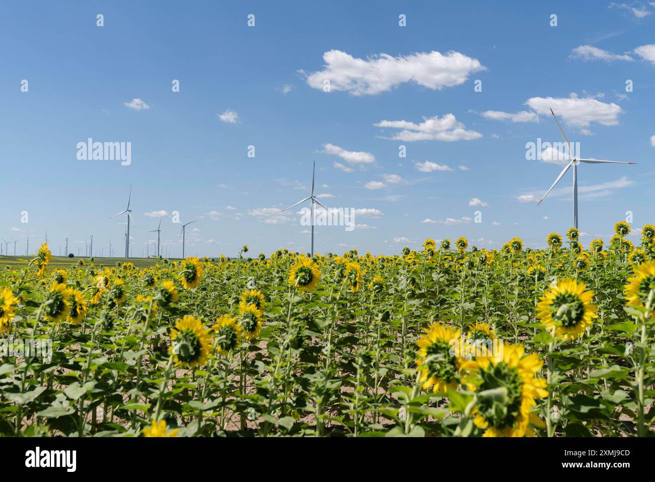 Agricultural field of sunflowers with wind turbines Stock Photo - Alamy