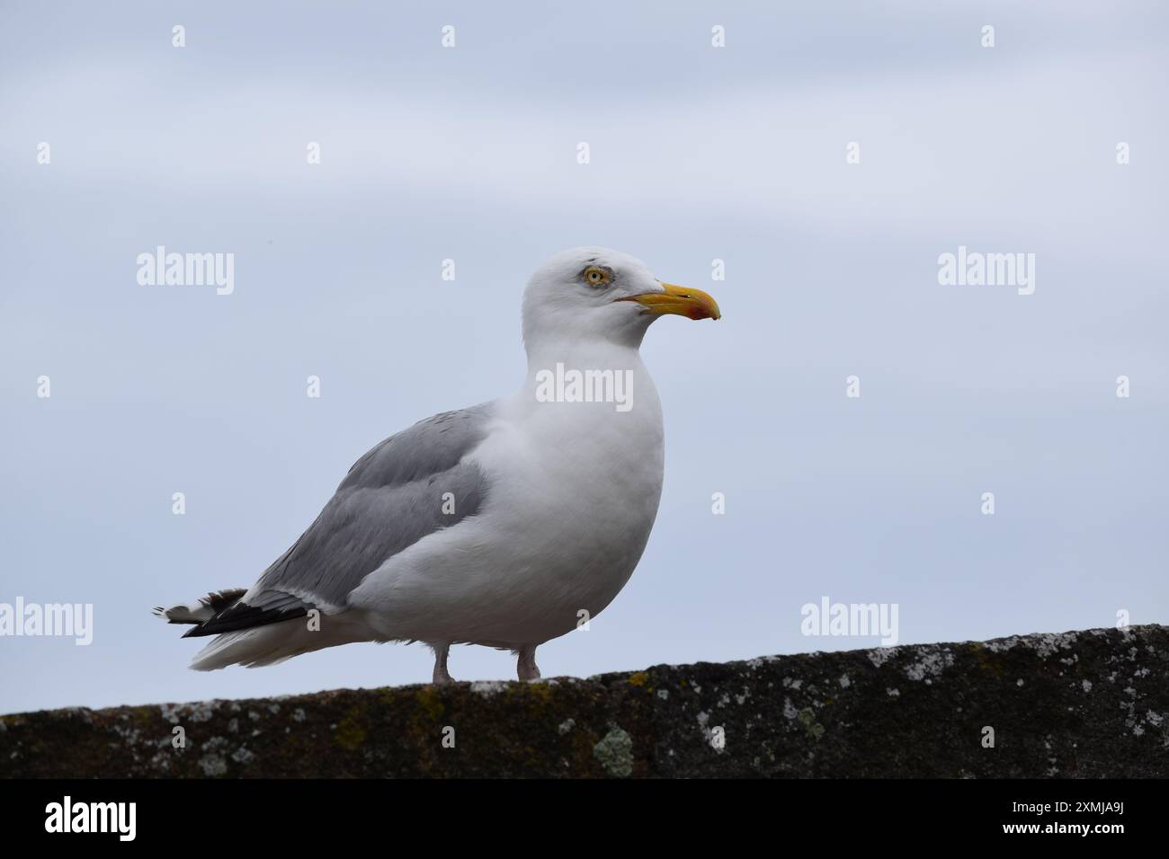 Plumes blanches et grises hi-res stock photography and images - Alamy