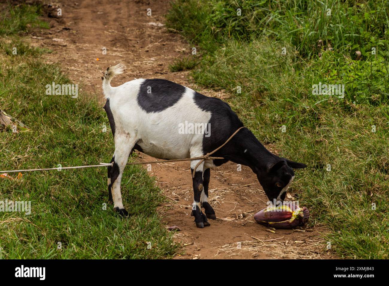 Goat eating banana hi-res stock photography and images - Alamy