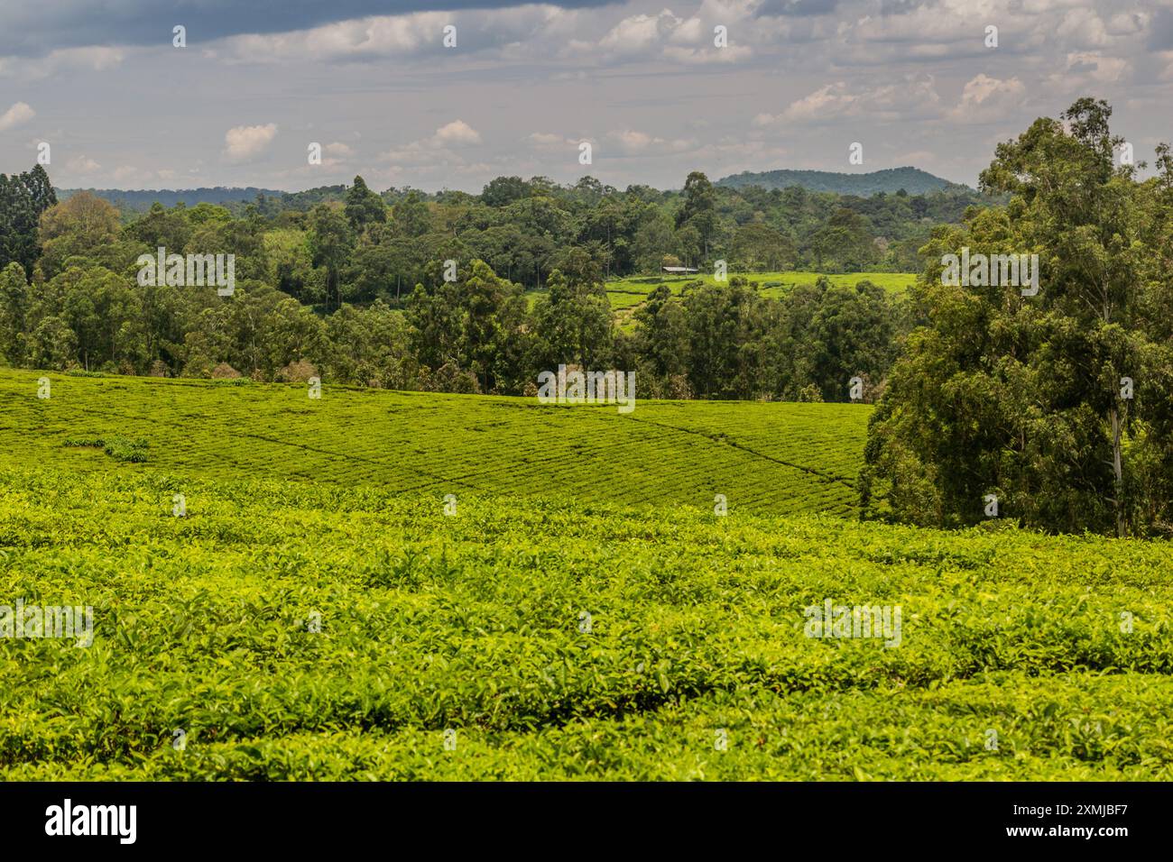 Tea plantations near Rweetera village in the crater lakes region near ...