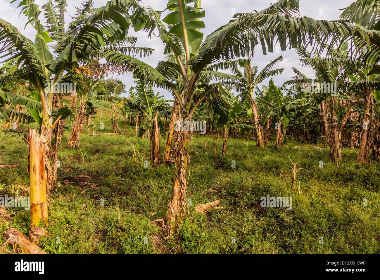 Banana plantation in the crater lakes region near Fort Portal, Uganda ...