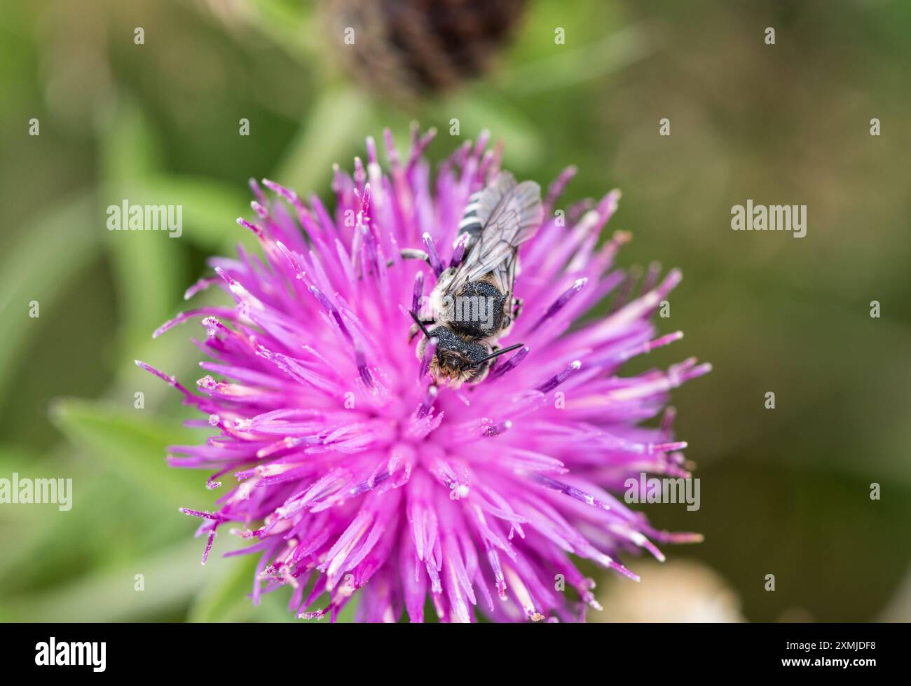 Common cuckoo feeding hi-res stock photography and images - Alamy