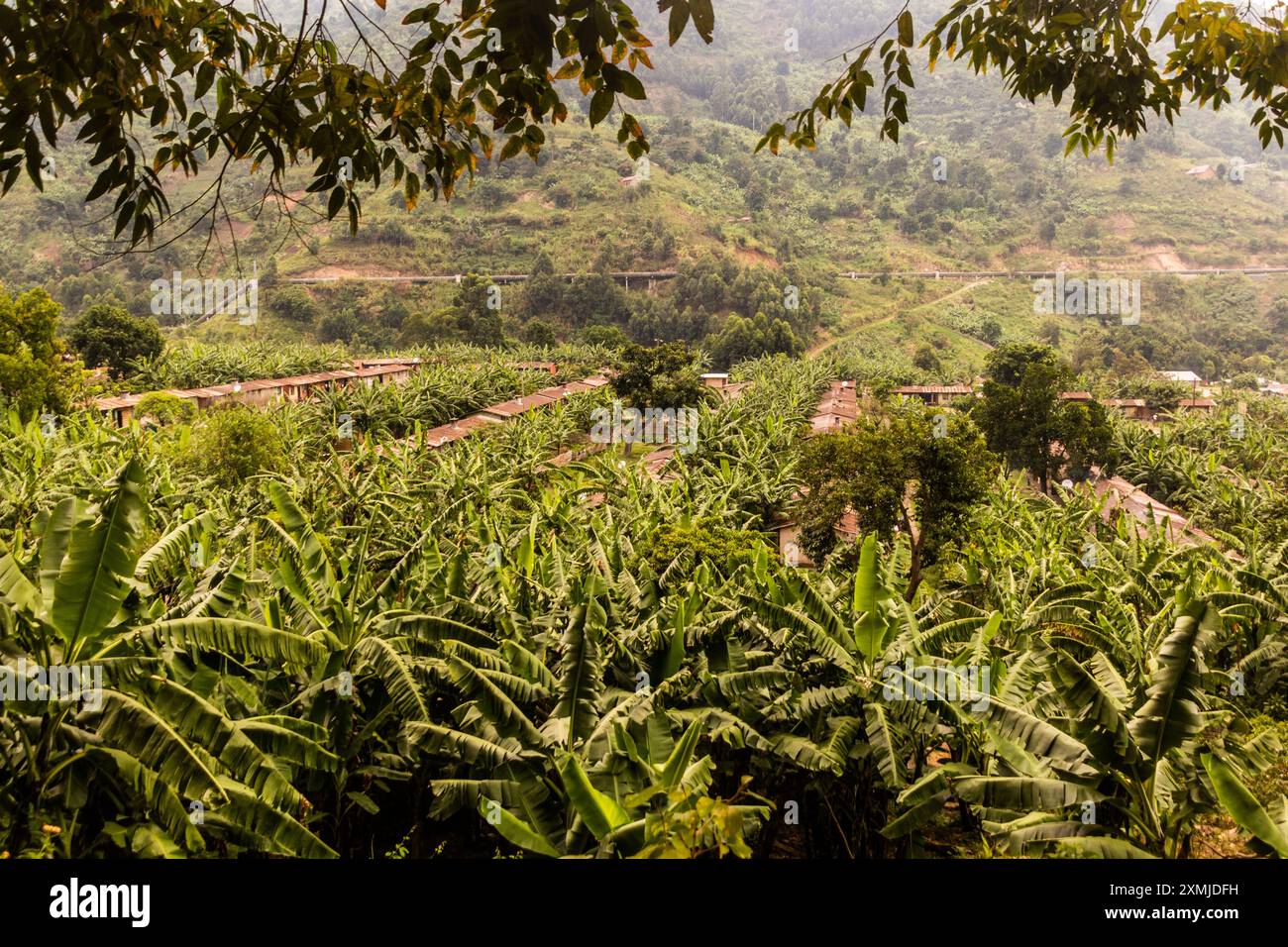 Village houses and banana plantation hi-res stock photography and images - Alamy