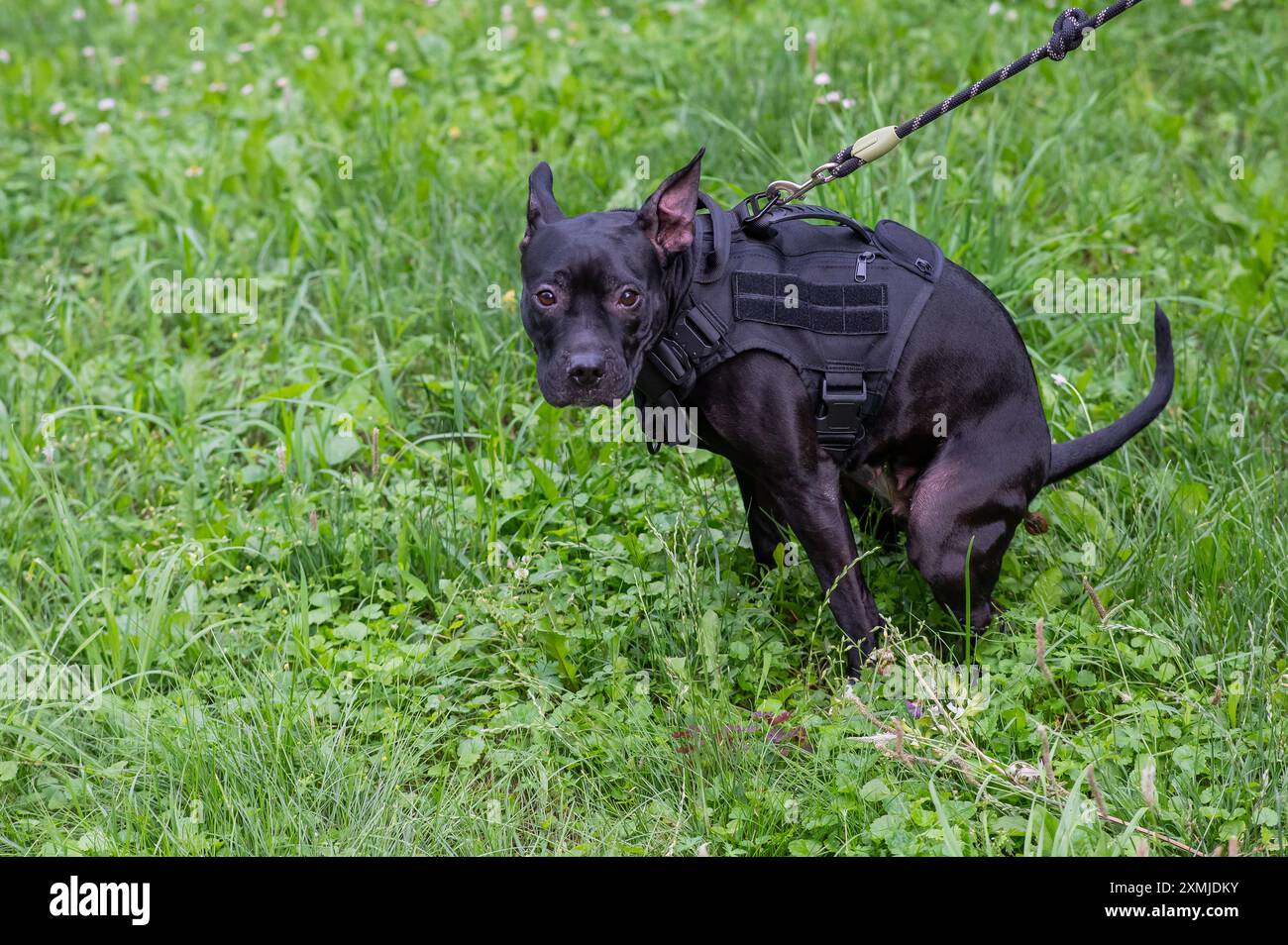Dog poo defecate hi-res stock photography and images - Alamy