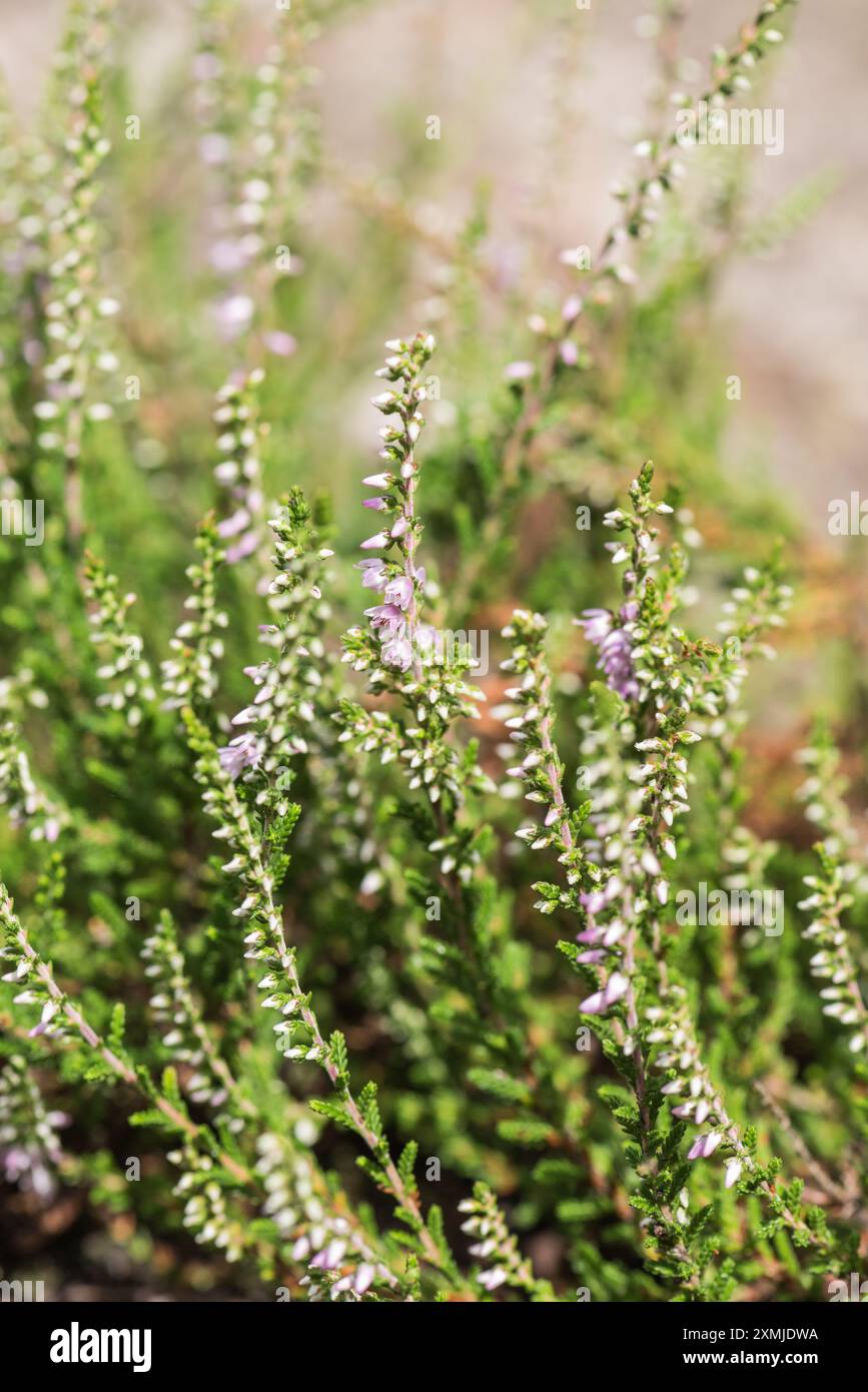 Flowering Heather (Calluna vulgaris) on Chobham Common, Surrey Stock ...