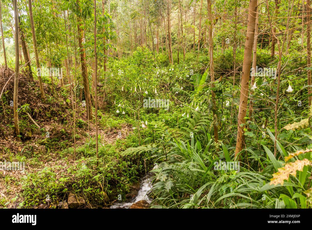 Rwenzori rainforest hi-res stock photography and images - Alamy