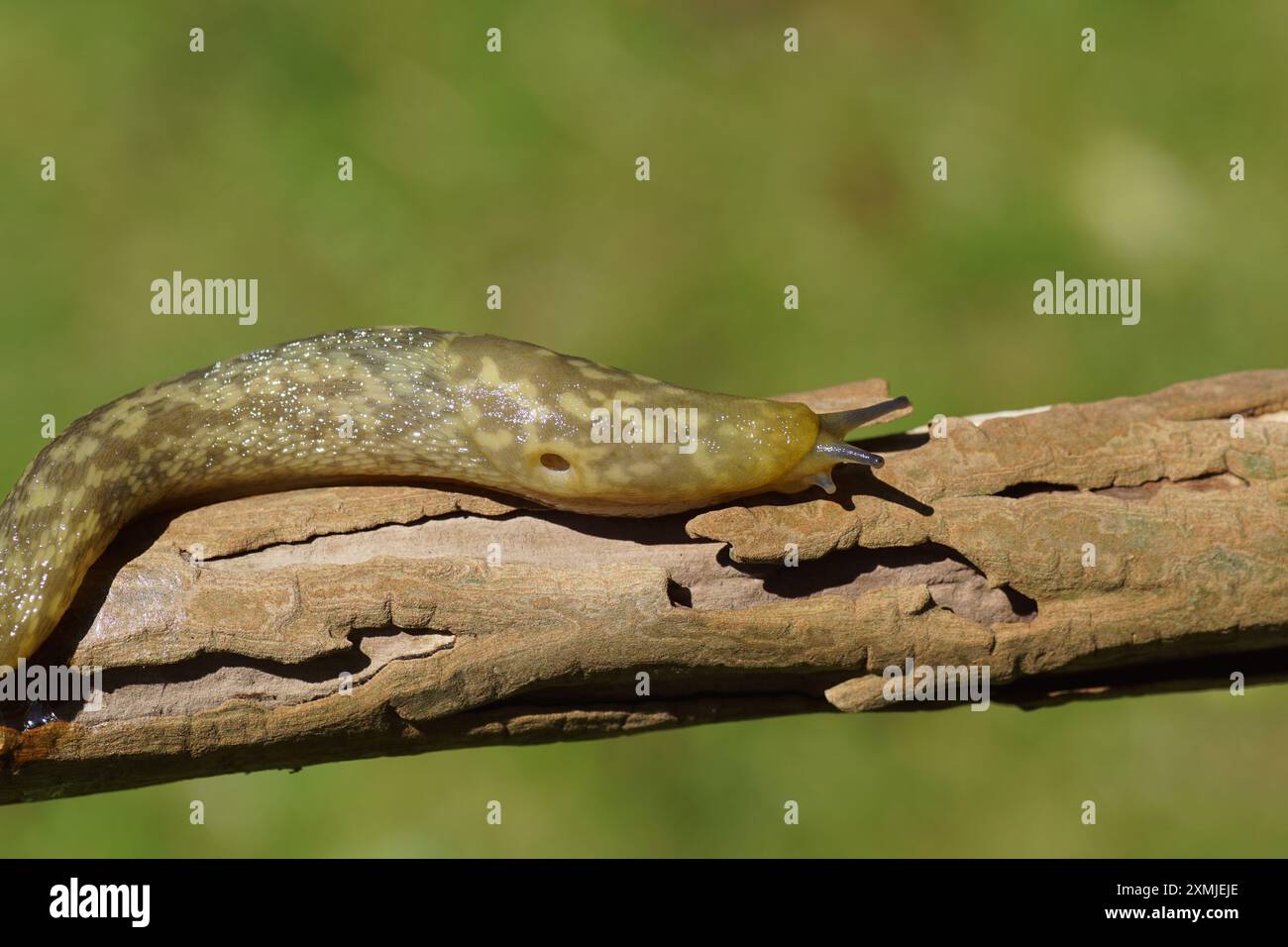 Limax family hi-res stock photography and images - Alamy