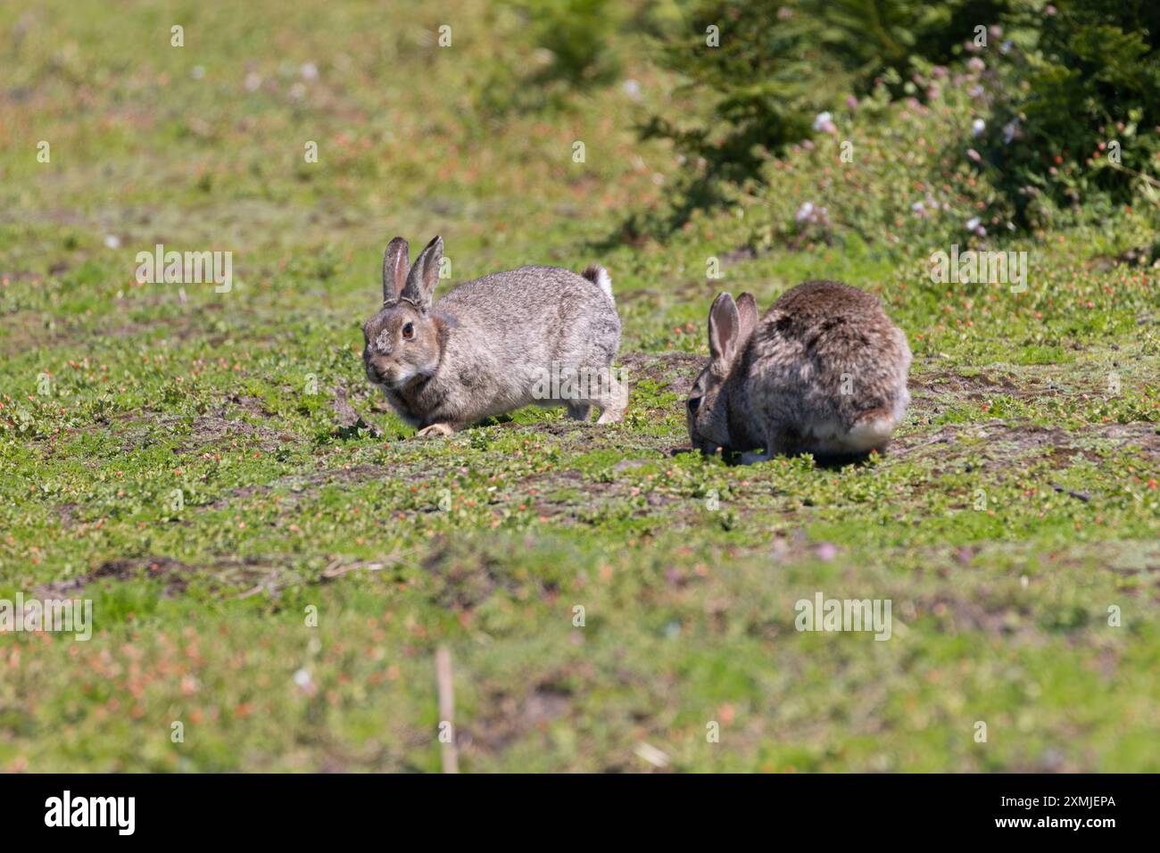 Rabbits on Skomer Island National Nature Reserve, Wales, UK Stock Photo ...
