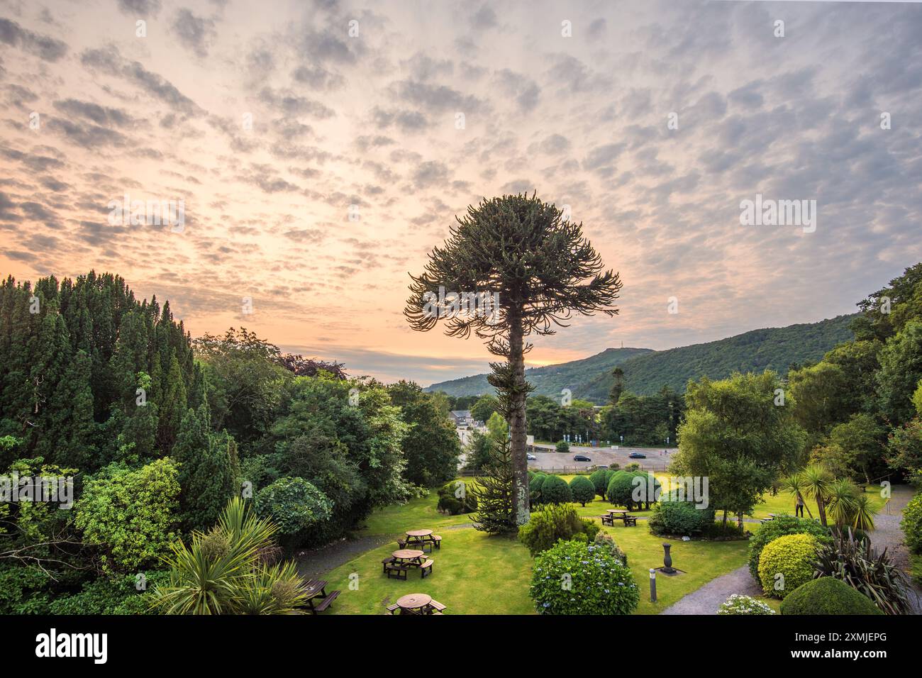 The massive Monkey Puzzle tree (Araucaria araucana) in the grounds of ...