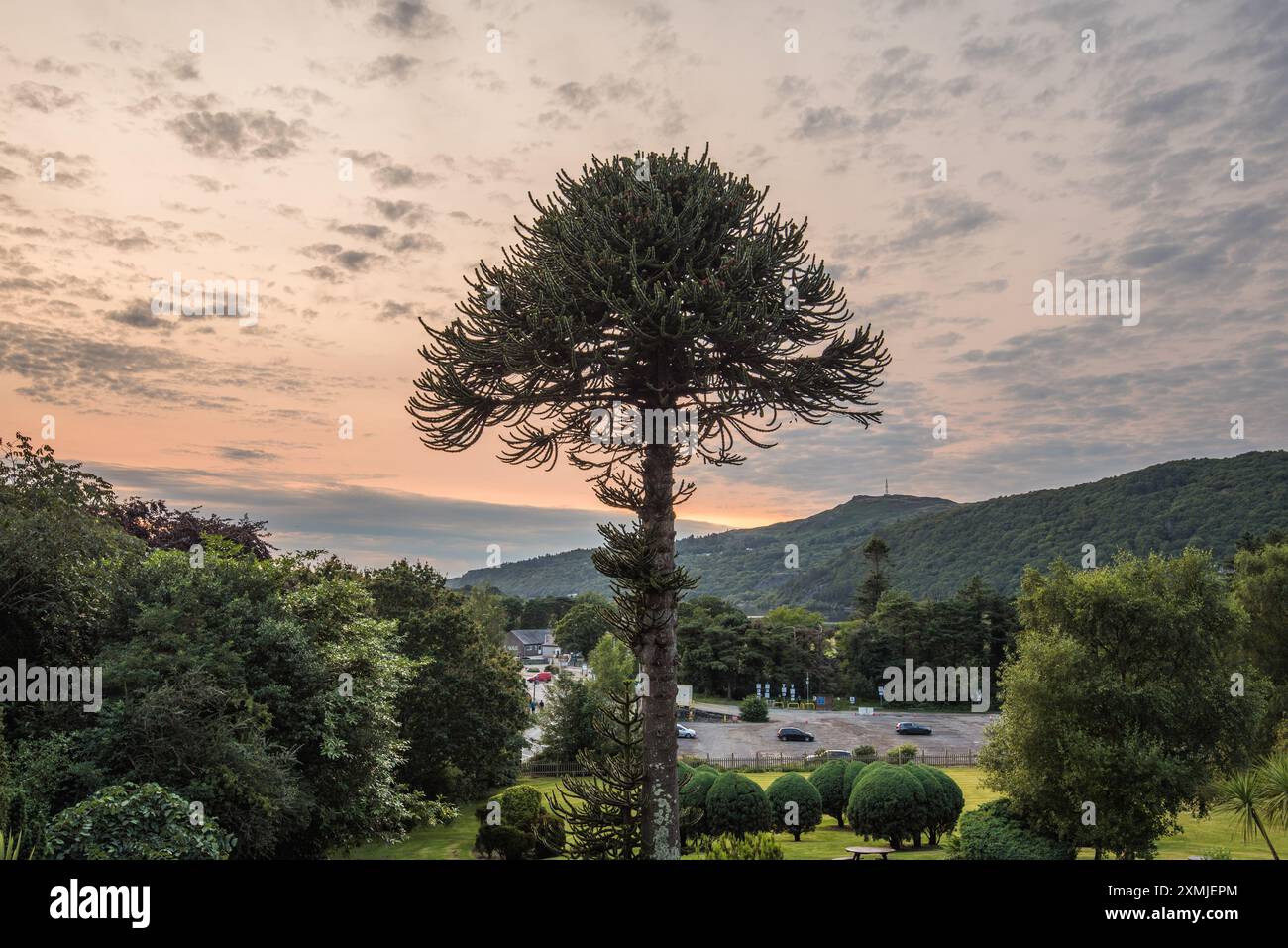 The massive Monkey Puzzle tree (Araucaria araucana) in the grounds of ...