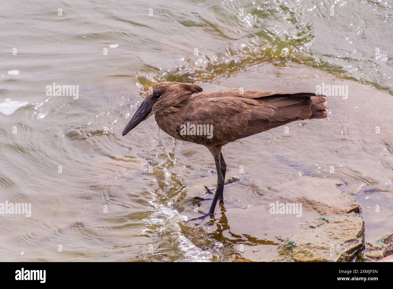 Hamerkop (Scopus umbretta) near Kazinga Channel, Uganda Stock Photo - Alamy
