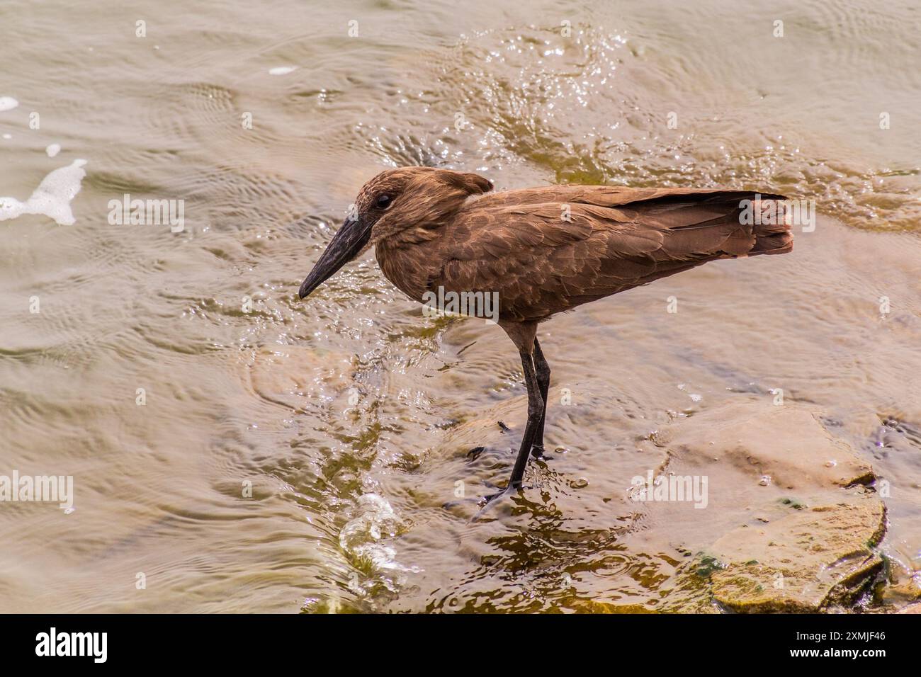 Hamerkop (Scopus umbretta) near Kazinga Channel, Uganda Stock Photo - Alamy