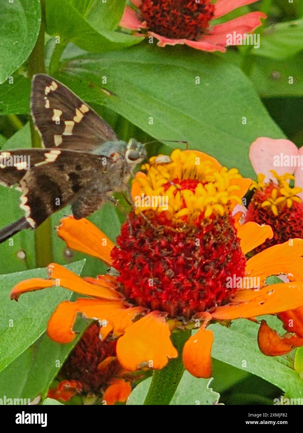 Beautiful buttefly hi-res stock photography and images - Alamy