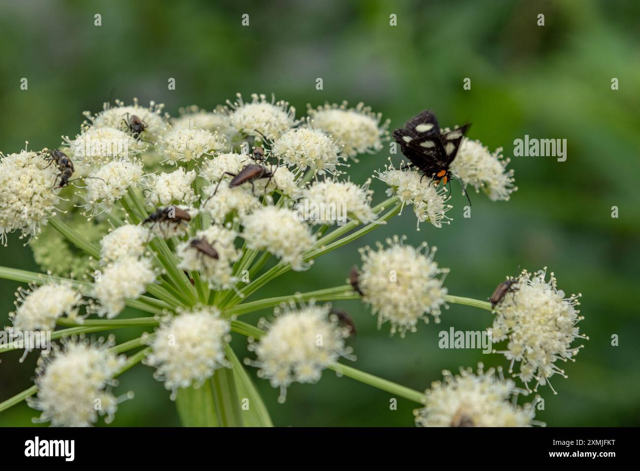 Wildflowers seen in northern Canada, Banff National Park during summer ...