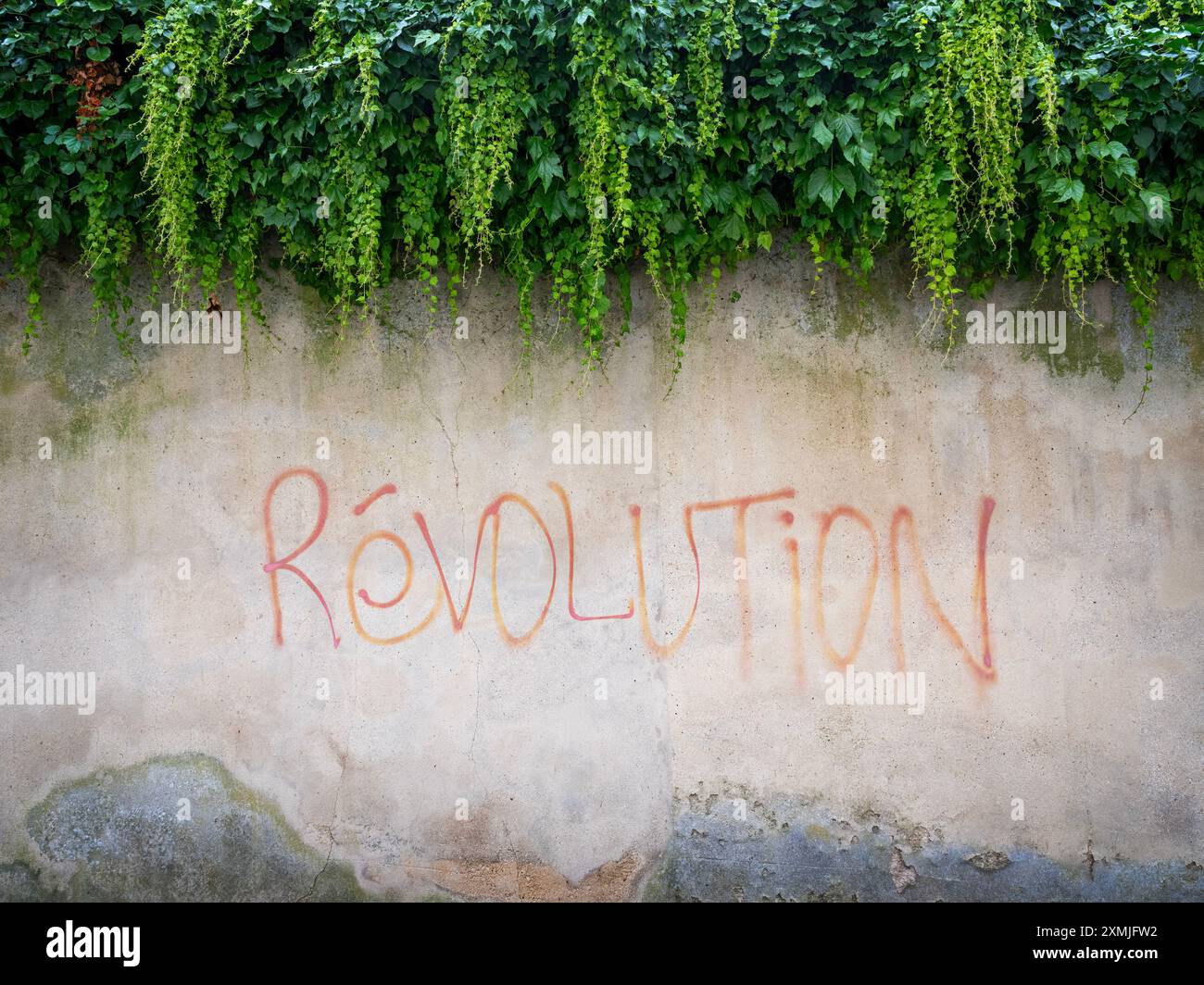 the word revolution in red on grey concrete wall under plants and ivy ...