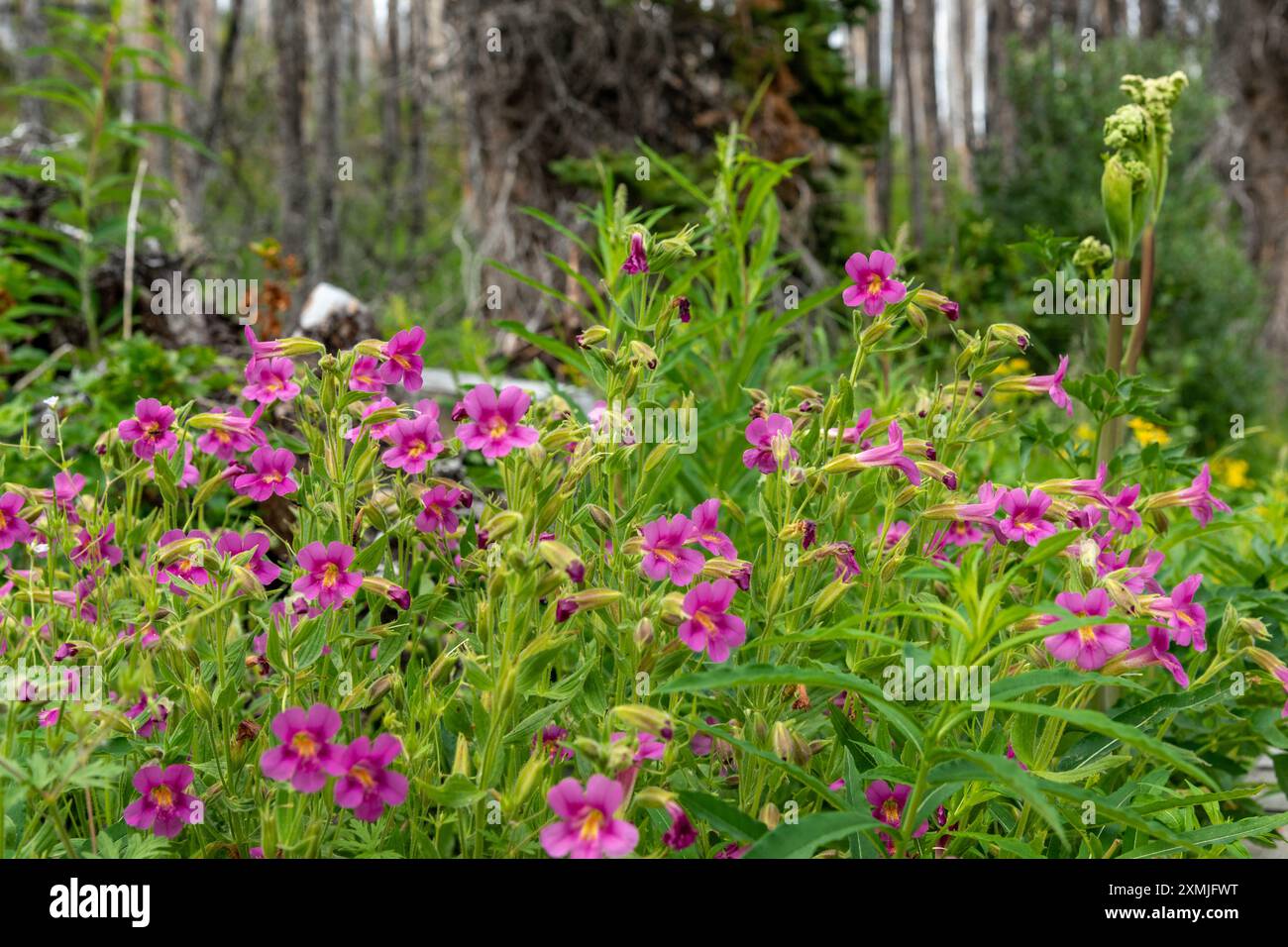 Wildflowers seen in northern Canada, Banff National Park during summer ...