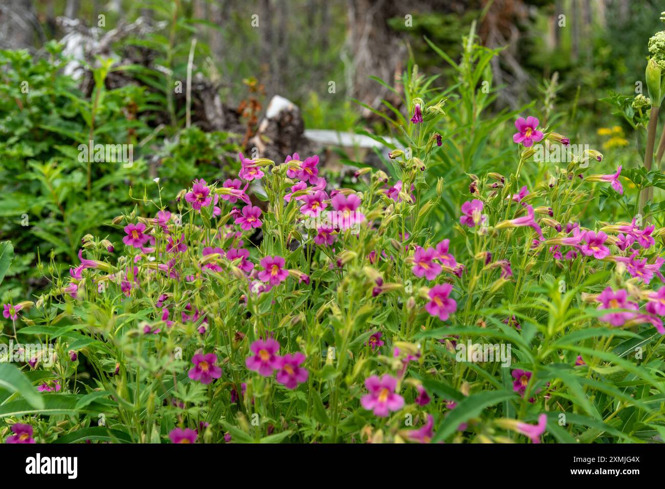 Wildflowers seen in northern Canada, Banff National Park during summer ...