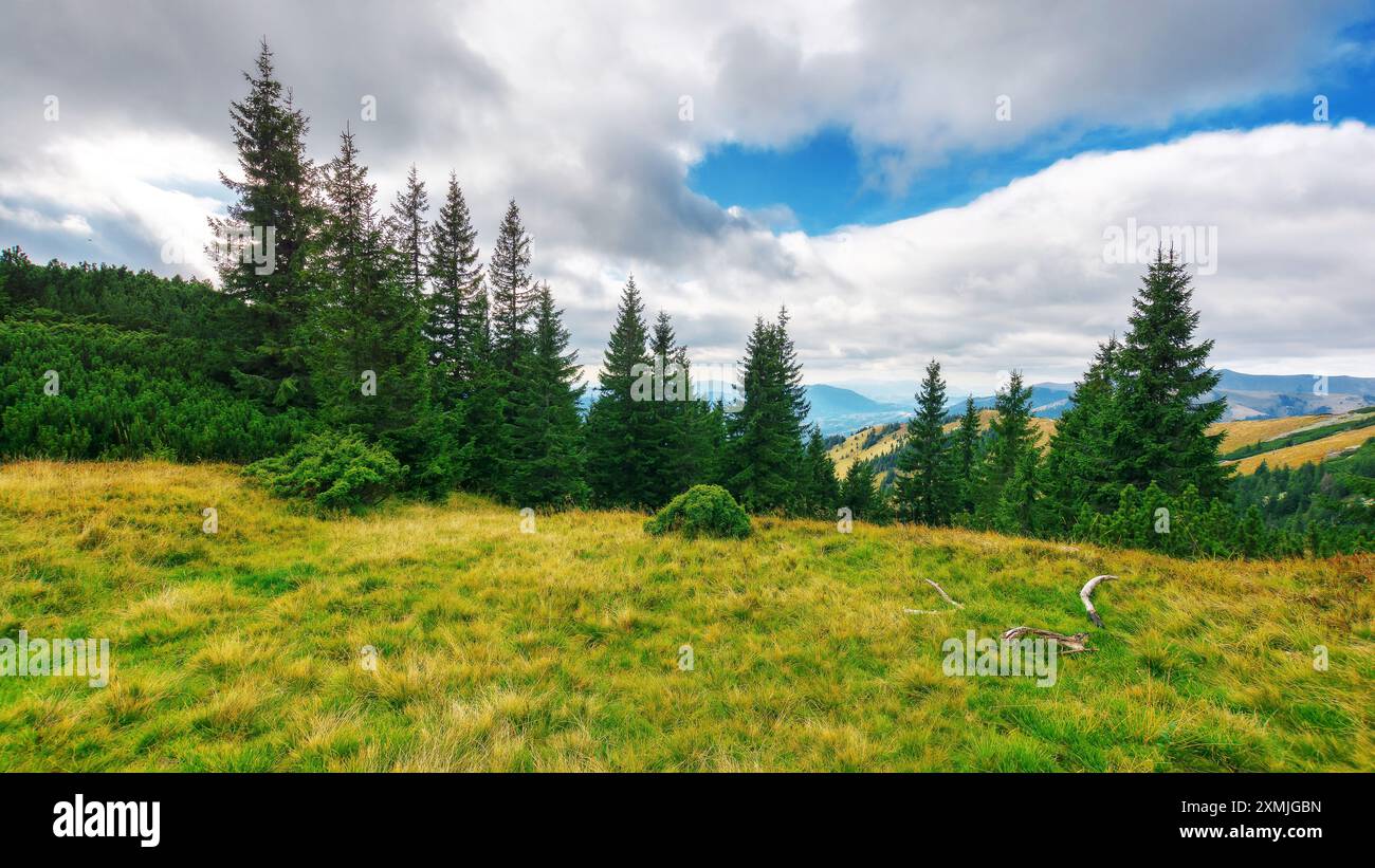 hillside of mountain range with coniferous forest and meadow. panoramic ...
