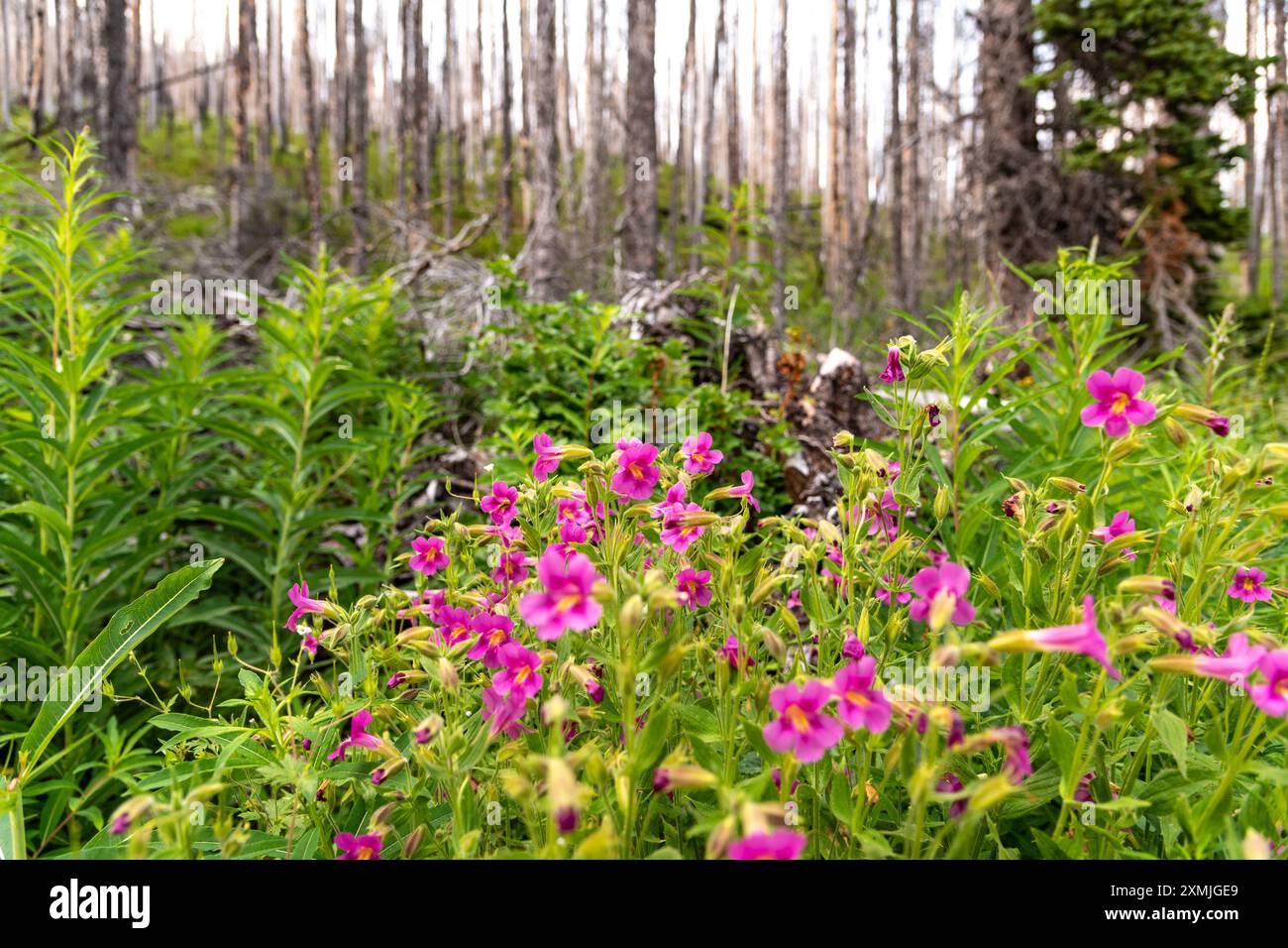 Wildflowers seen in northern Canada, Banff National Park during summer ...