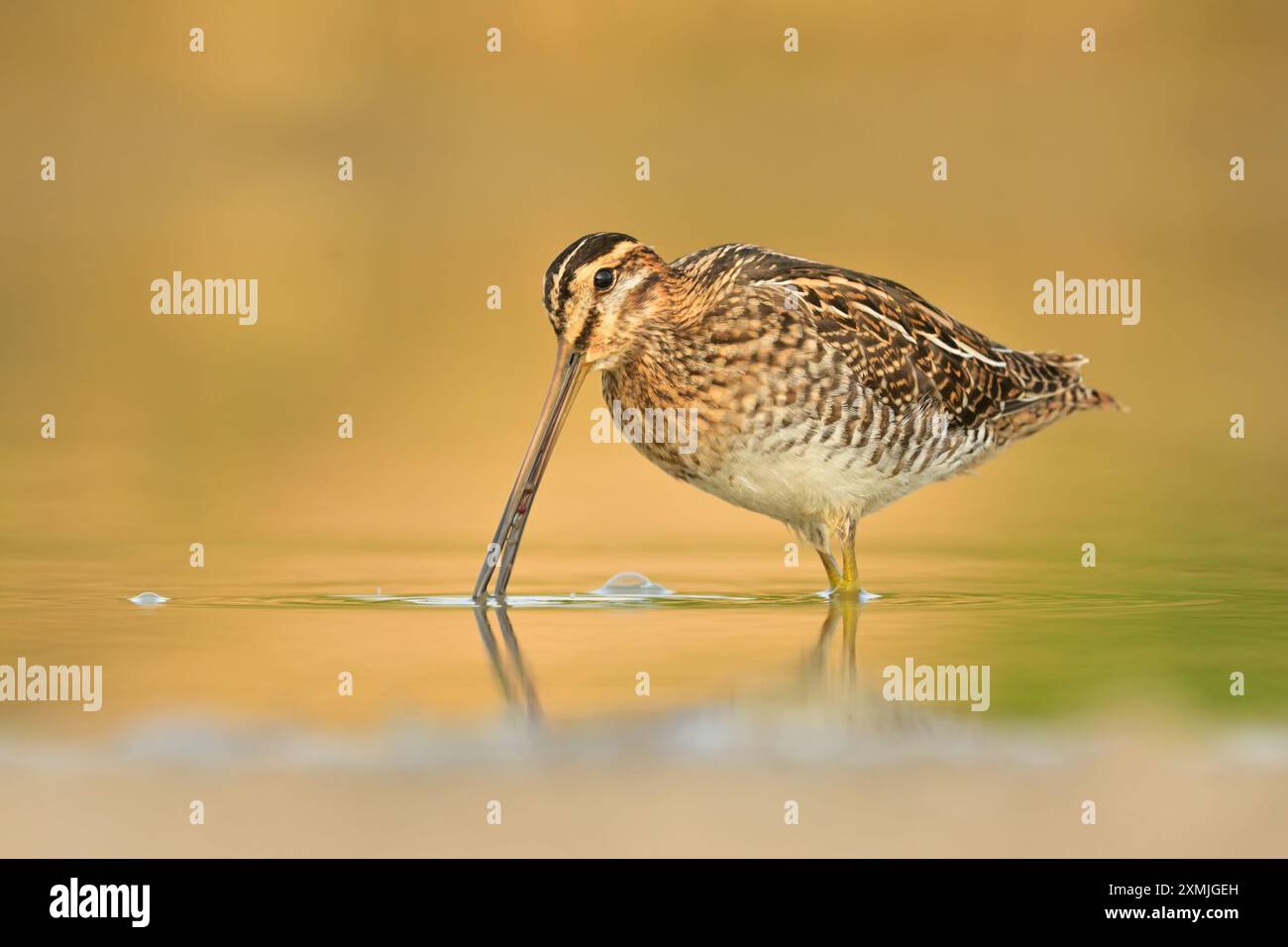 Common snipe Gallinago gallinago bird rain water in pond wetland wading ...