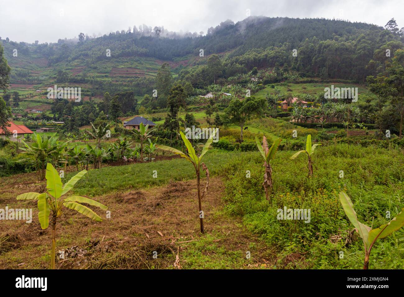 Lush landscape near Kabale town, Uganda Stock Photo - Alamy