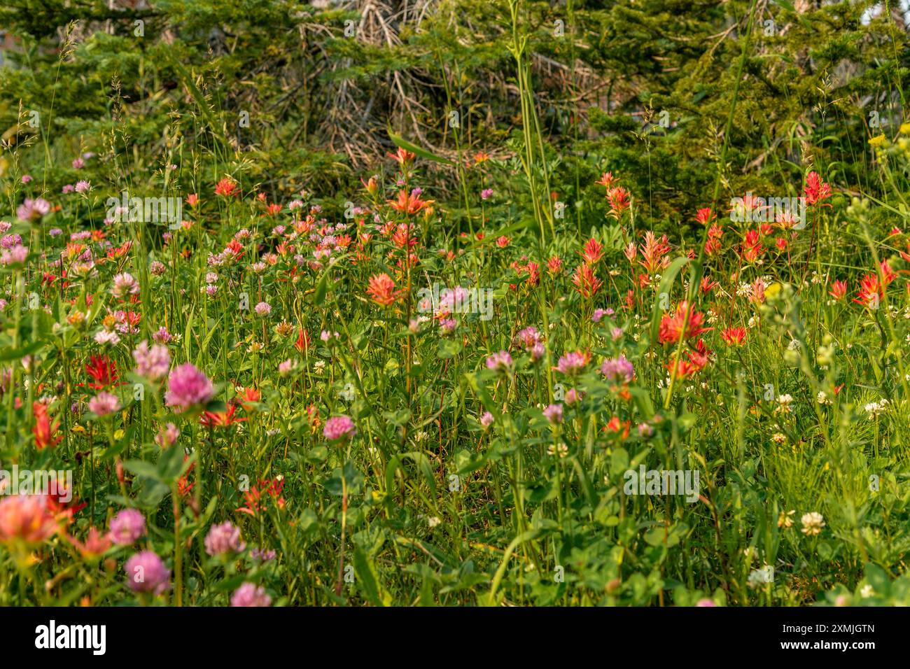 Wildflowers seen in northern Canada, Banff National Park during summer ...