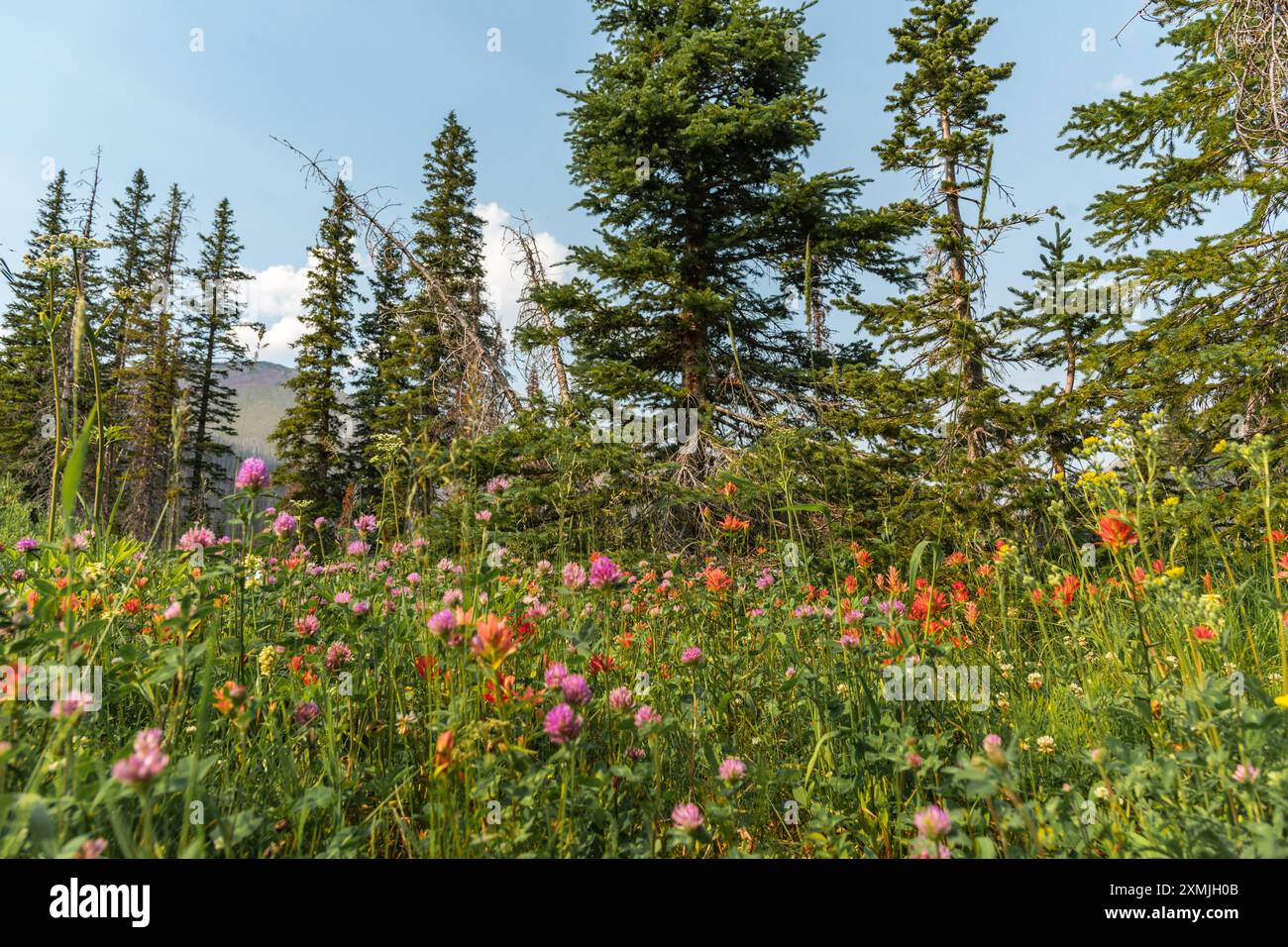 Wildflowers seen in northern Canada, Banff National Park during summer ...