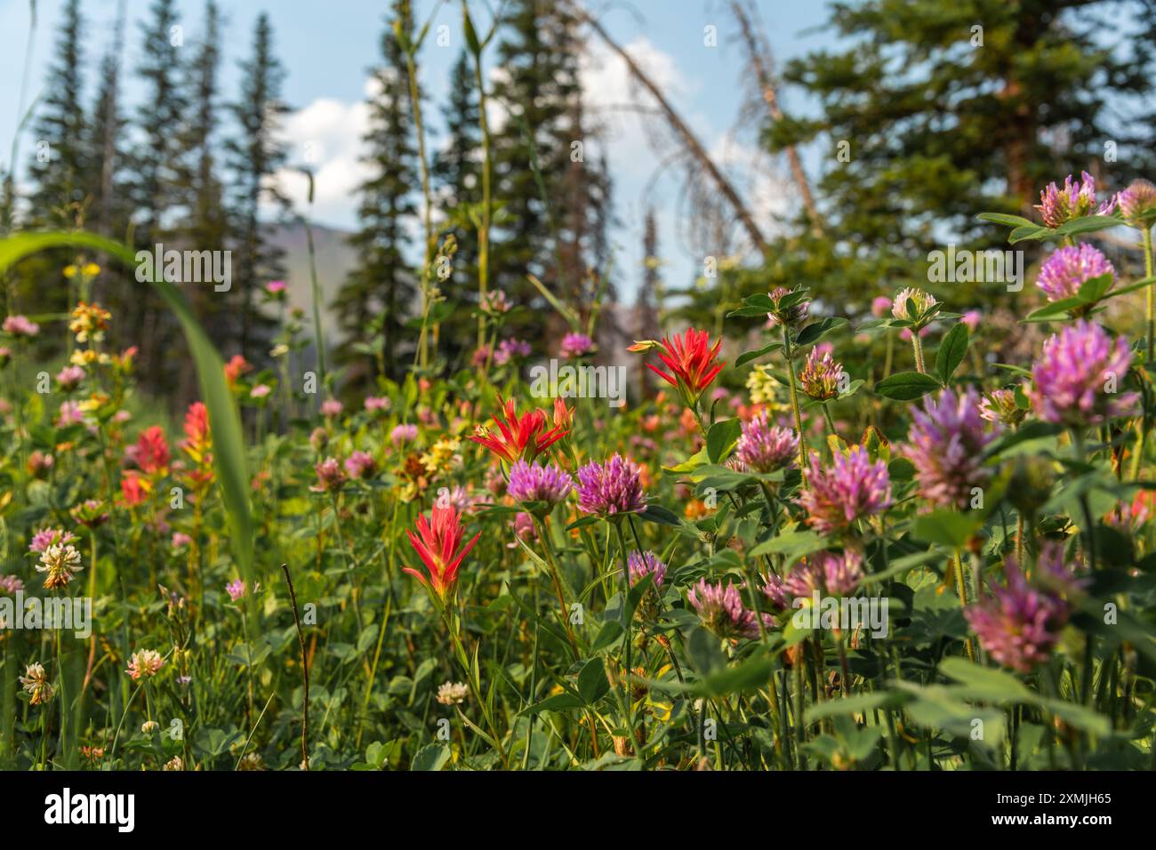 Wildflowers seen in northern Canada, Banff National Park during summer ...