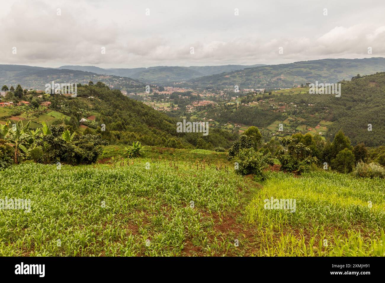 Lush landscape near Kabale, Uganda Stock Photo - Alamy