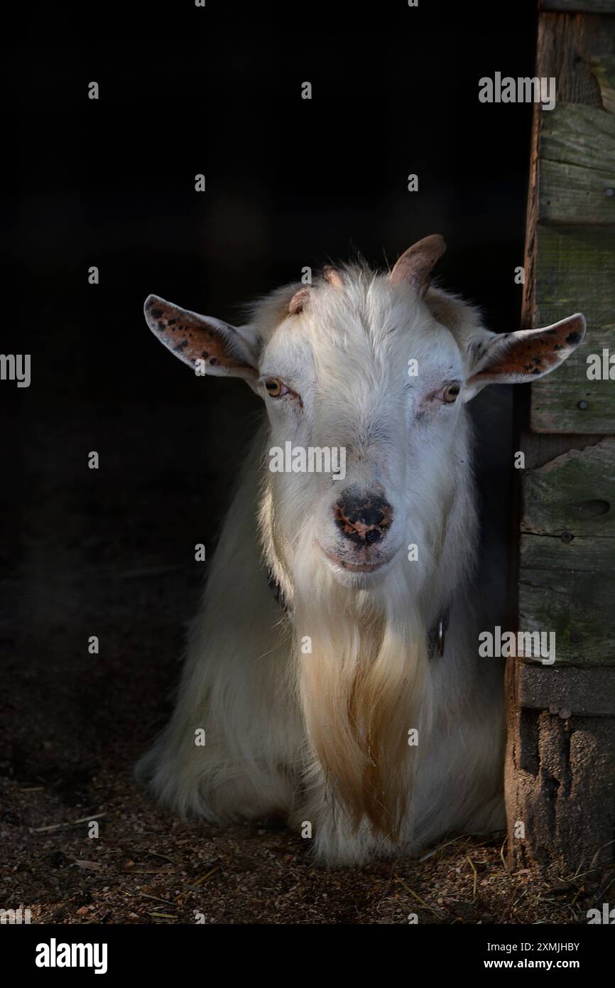 A male goat, or ram, at the Carl Sandburg Hoe Historic Site in Flat ...