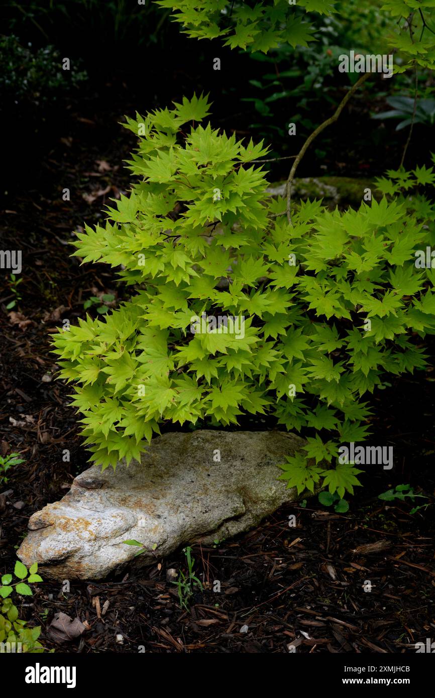 An ornamental maple tree grows in a Japanese-style garden in a ...