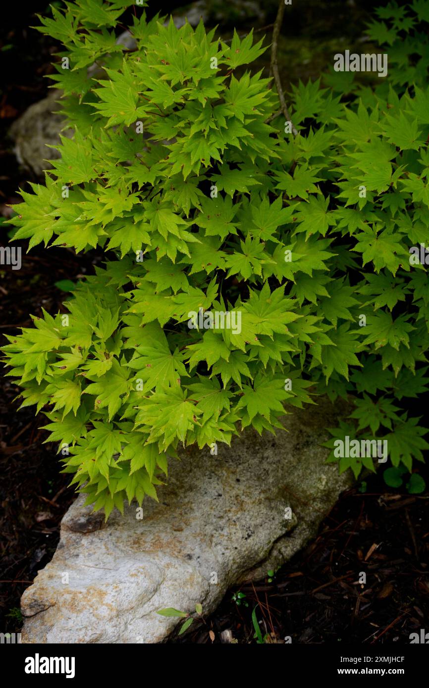 An ornamental maple tree grows in a Japanese-style garden in a ...