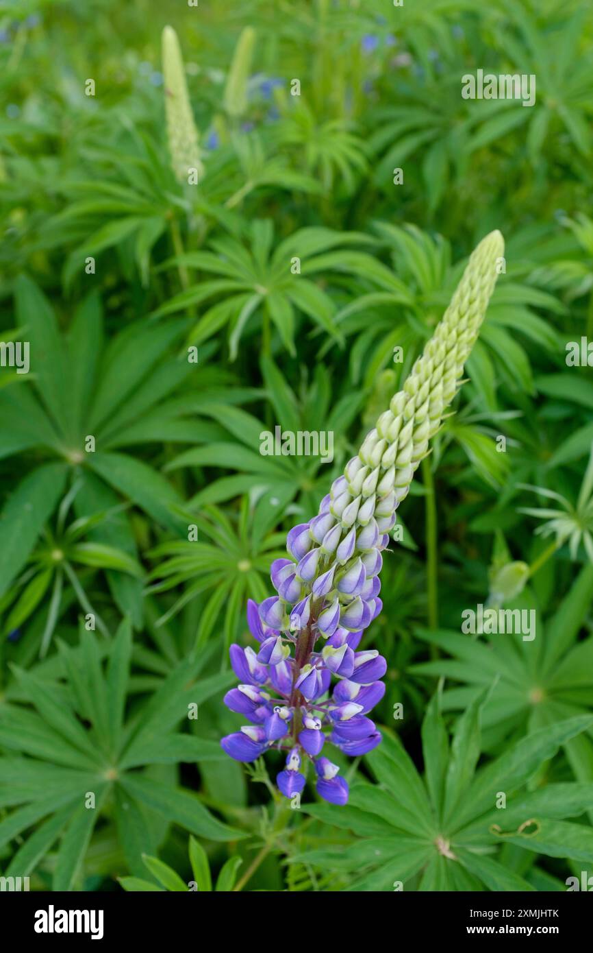Bluebonnet lupine hi-res stock photography and images - Alamy