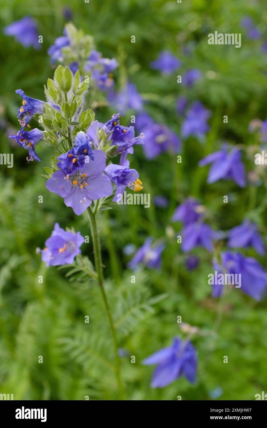 Polemonium caeruleum (also known as Jacob's-ladder or Greek valerian ...