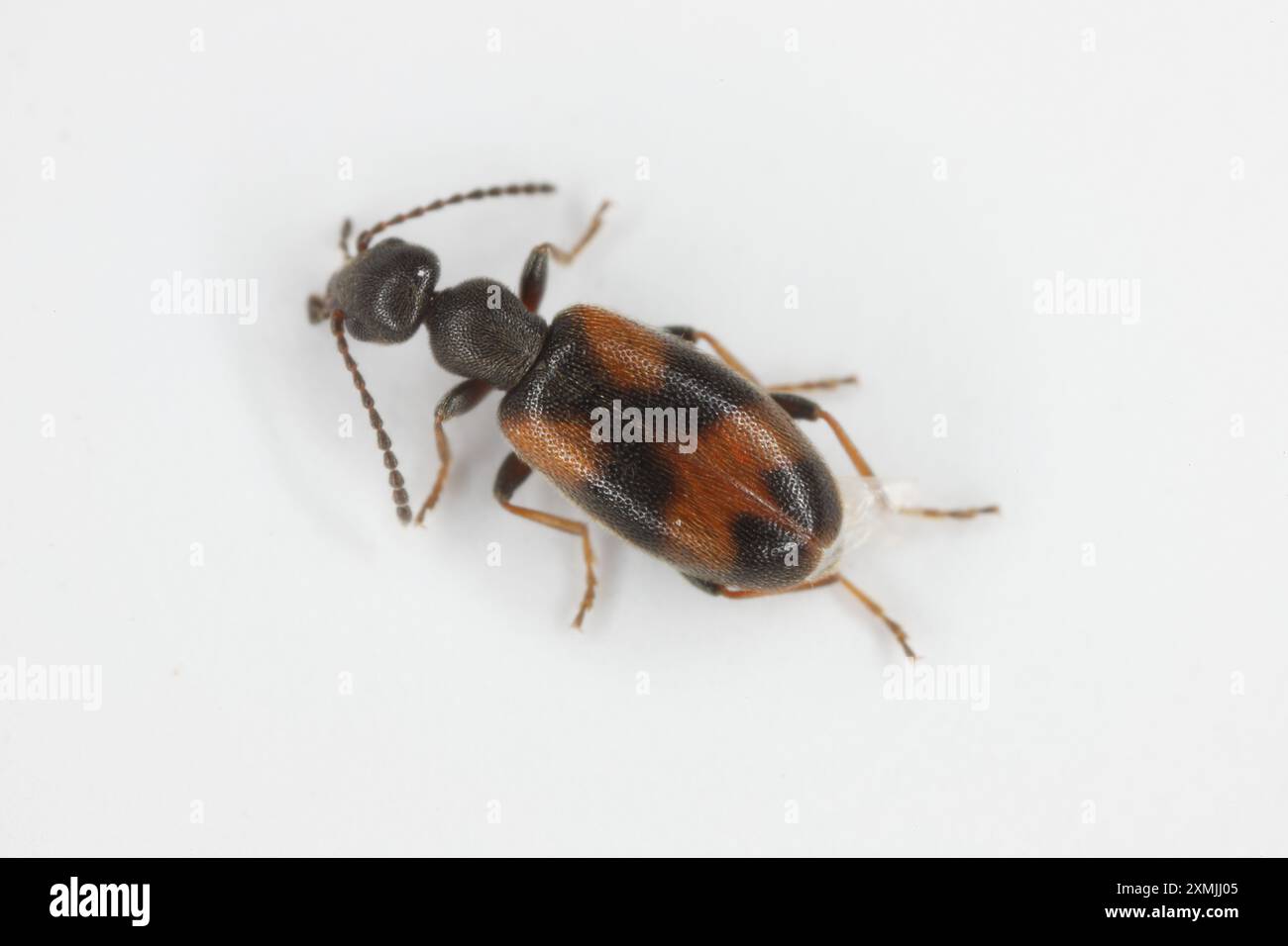 Antlike flower beetle (Anthicus antherinus). Not often seen species of ...