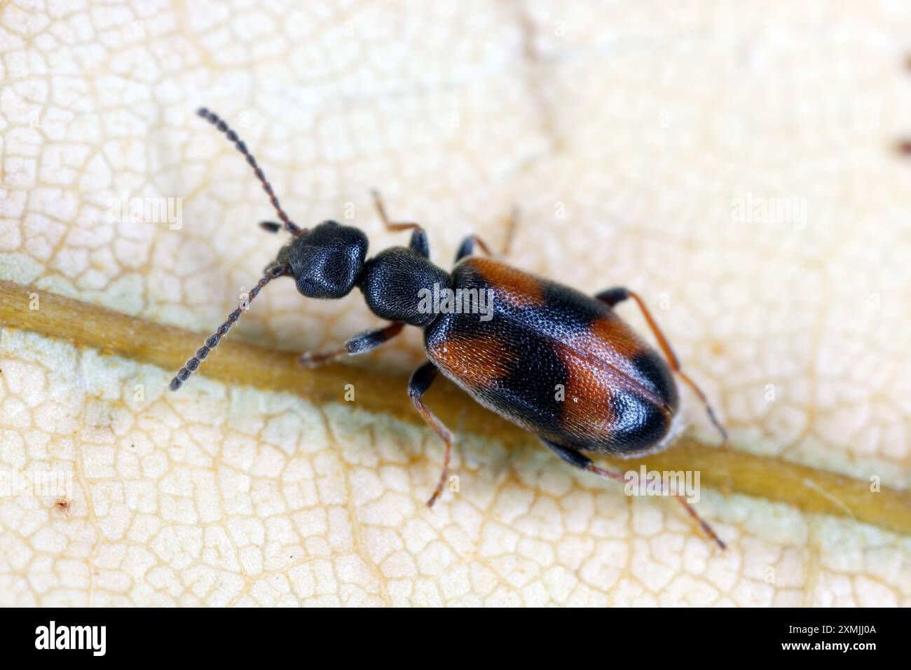 Antlike flower beetle (Anthicus antherinus). Not often seen species of ...