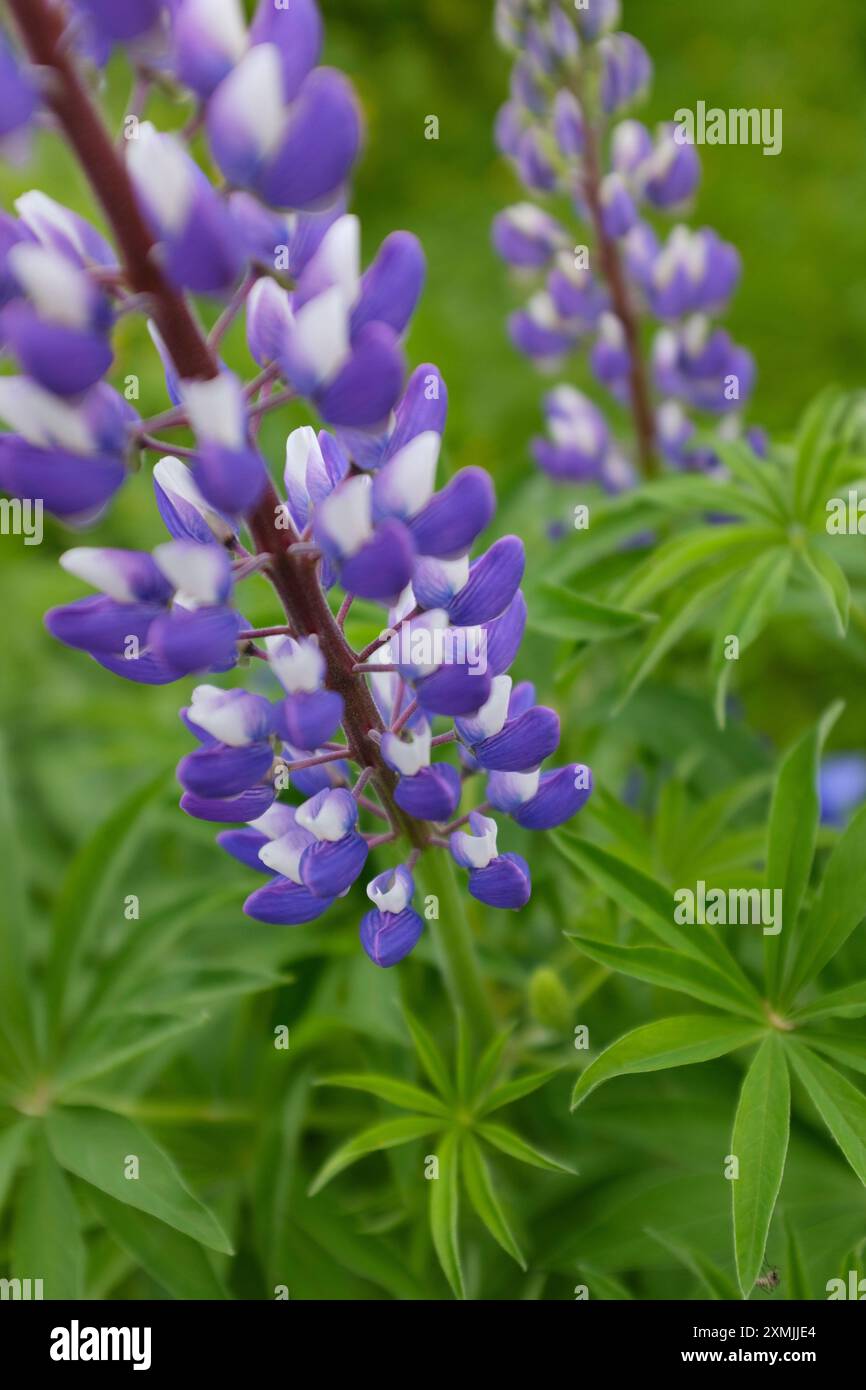 Lupine leaves close up hi-res stock photography and images - Alamy