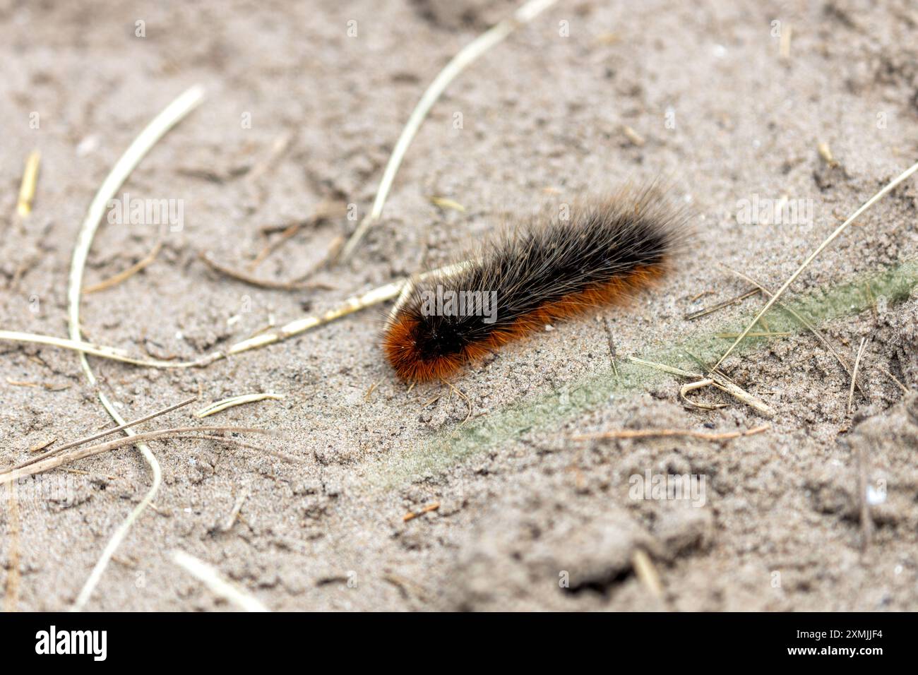 Recognizable coloration hi-res stock photography and images - Alamy