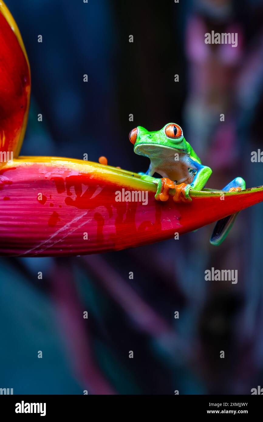 A Red-Eyed Tree Frog was spotted. This striking amphibian, renowned for ...