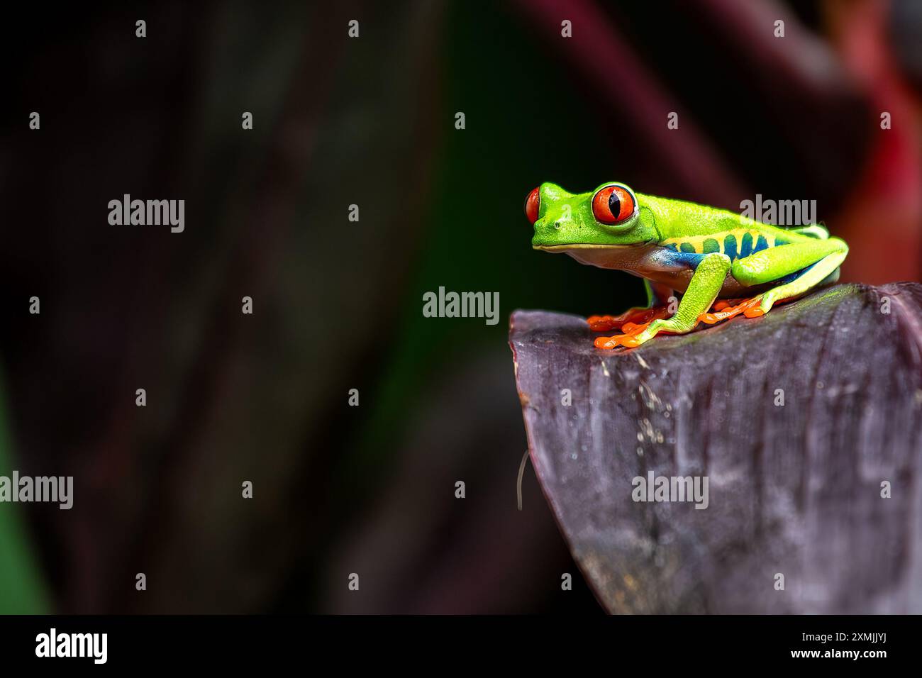 A Red-Eyed Tree Frog was spotted. This striking amphibian, renowned for ...