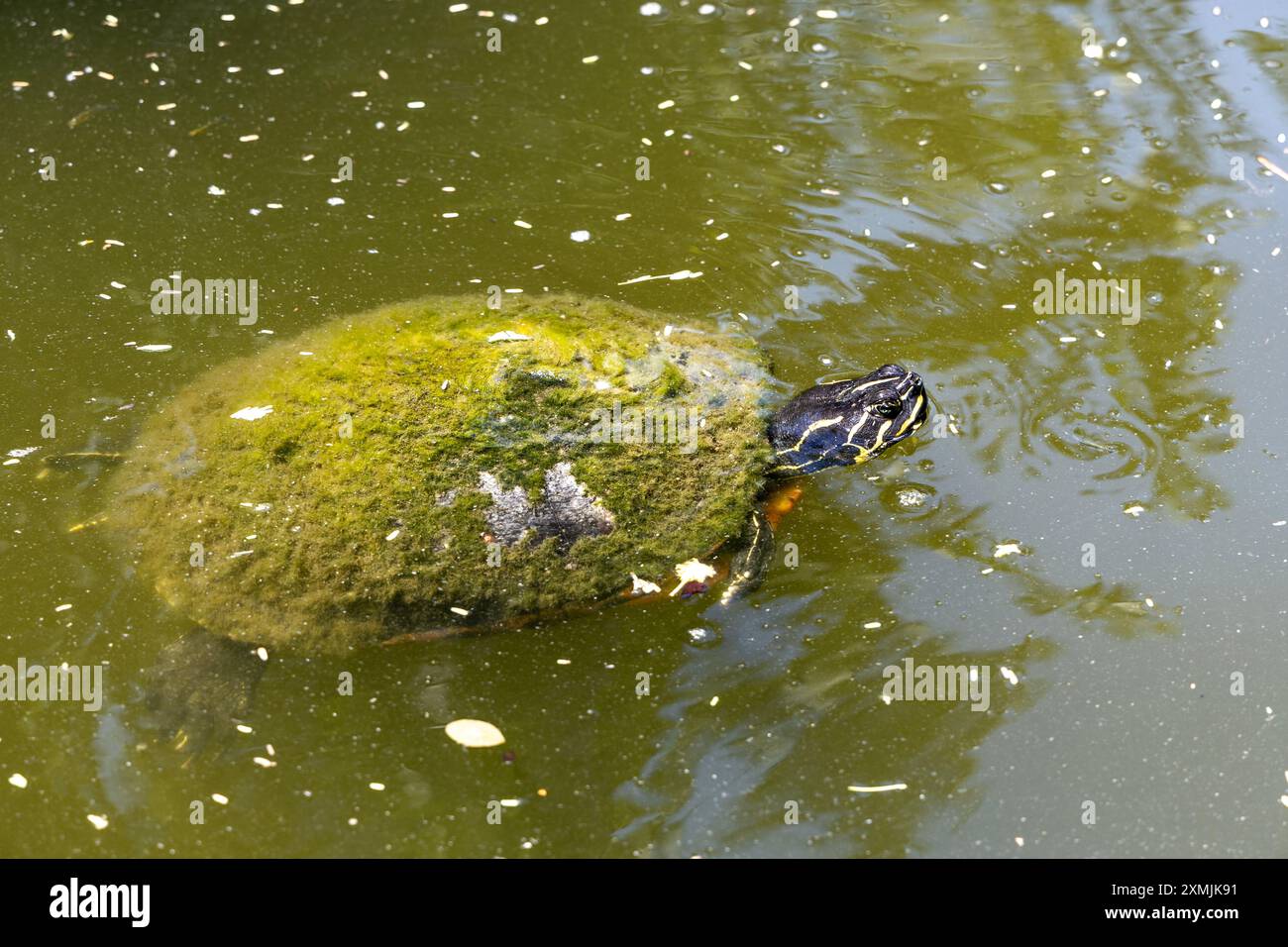Moss covered turtle hi-res stock photography and images - Alamy