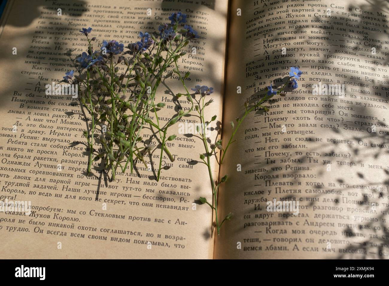 Blue forget me not flower petals hi-res stock photography and images ...