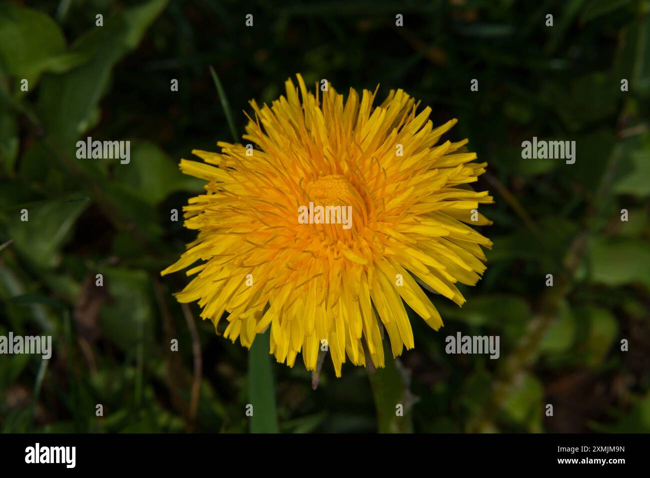 Taraxacum officinale Family Asteraceae Genus Taraxacum Common dandelion ...