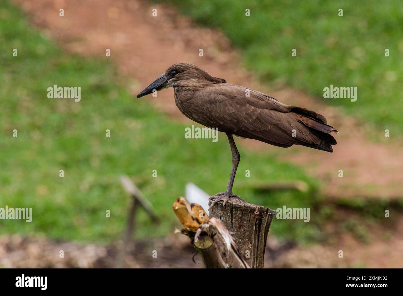 Hamerkop (Scopus umbretta) near Kisiizi Falls, Uganda Stock Photo - Alamy